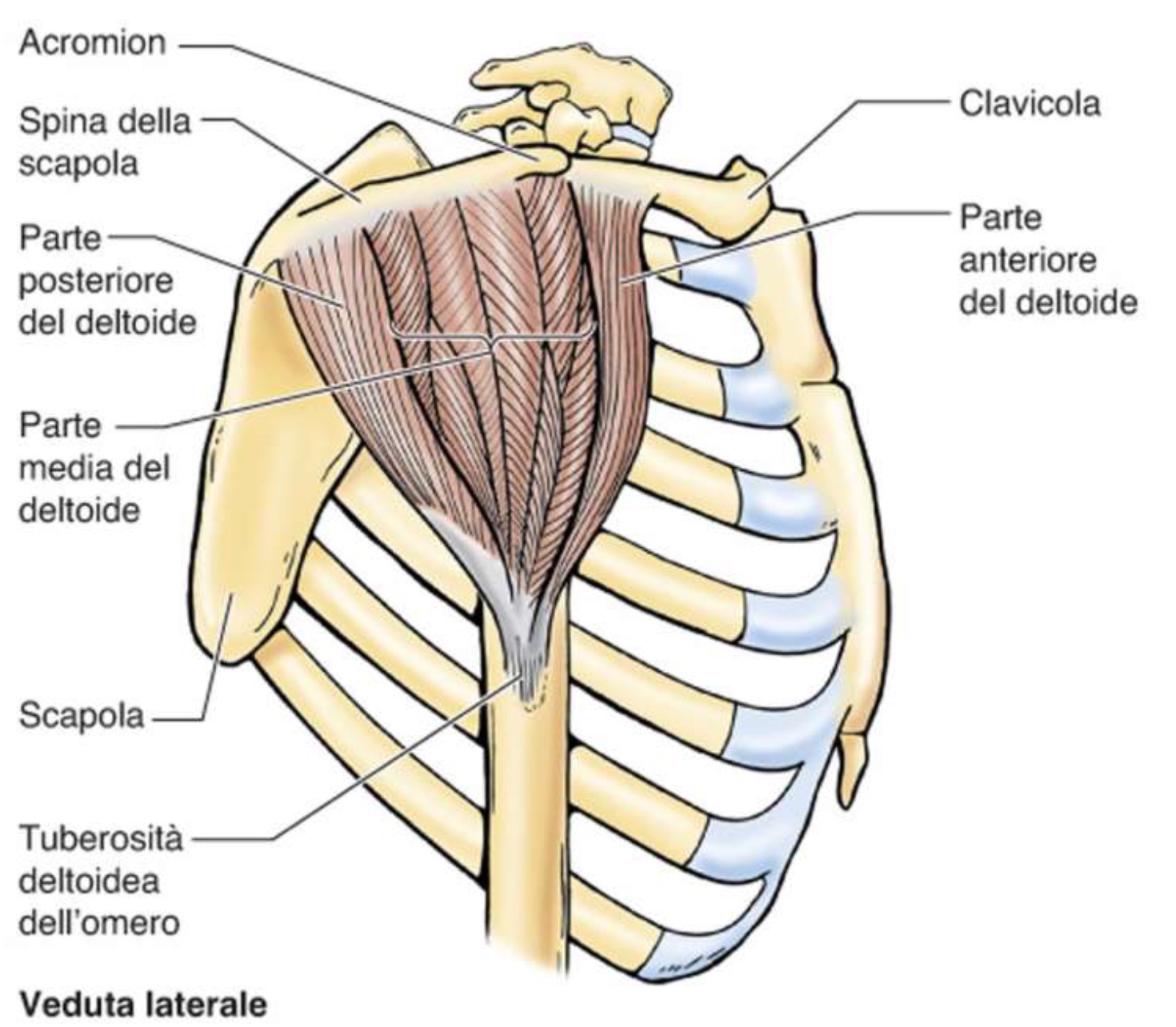 Aikido e Salute: la sfera dinamica delle spalle - Osteopata ...