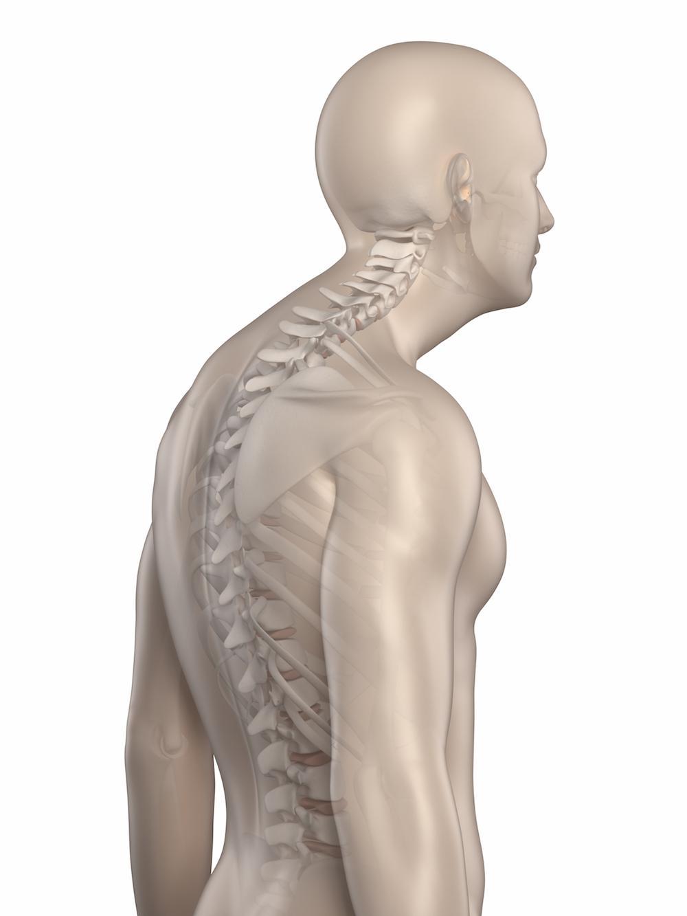 La gobba di bisonte - Osteopata Massoterapista a Milano - Sergio Cavagliano