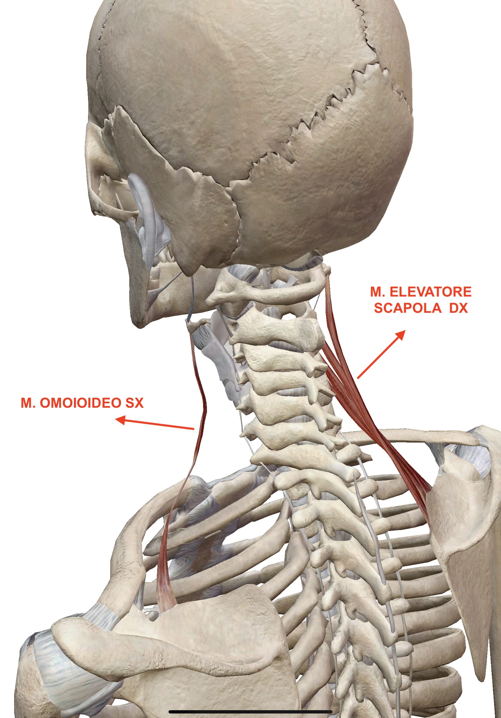 Dolore vicino alla scapola: di cosa si tratta? - Osteopata ...